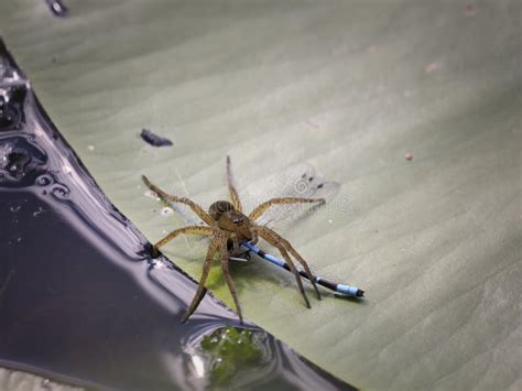 A Spider Eats A Dragonfly Stock Image Image Of Colourful 254647783
