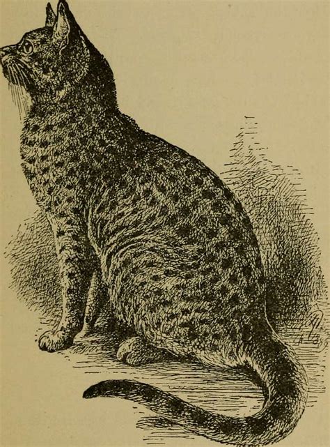 Cat Classification Chart At Dean Isaac Blog
