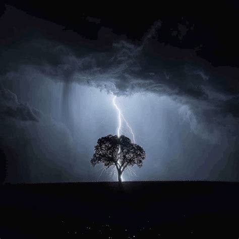 Free Lightning Strikes Tree Image Download At StockCake