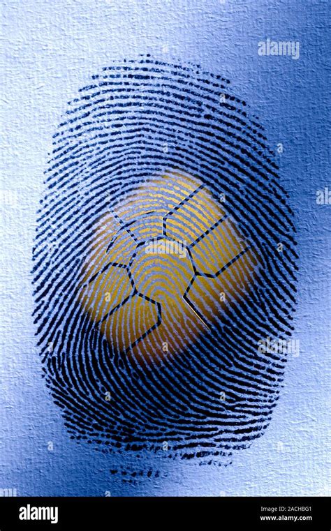 Fingerprint Identification Fingerprint And Microchip Representing A