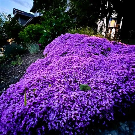 Magic Purple Ground Cover Creeping Thyme Seeds Non Gmo Heirloom Eco