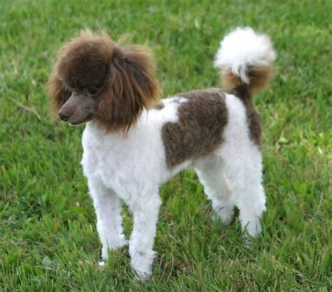 Miniature Parti Poodle Puppies