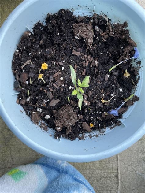 My Tomamto Plant I ‘stole From My Teacher Rplants