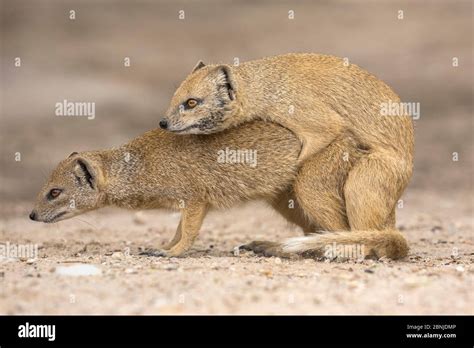 Yellow Mongoose Cynictis Penicillata Pair Mating Kgalagadi Transfrontier Park Northern Cape
