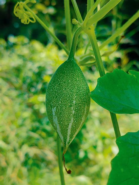 Health Benefits Of Kundru Ivy Gourd