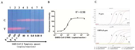 Recombinase Polymerase Amplification Combined With Fluorescence Immunochromatography Assay For
