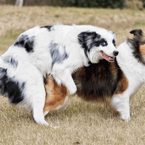 Wie Hunde Sex Haben Alles Was Du Wissen Musst Haustiereleben