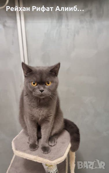 Британска късокосместа котка в Британска късокосместа в гр Балчик