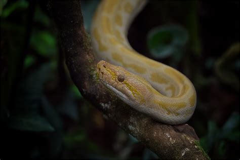 Yellow Burmese Python By Colin Mclatchie 500px