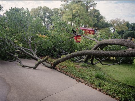 Prevent Tree Damage Caused By Wind