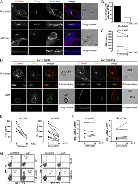 Mtoc Polarity At The Synapse Is Not Required For Ifn G Secretion By T Download Scientific
