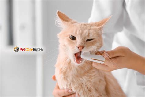 Stomatitis In Cats Everything You Should Know Petcare Bytes