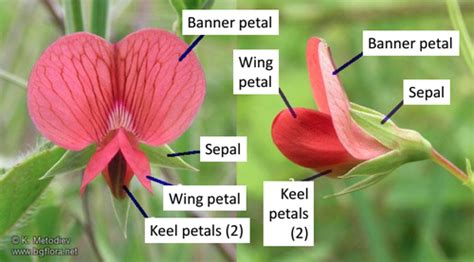 Plant Systematics Exam 2 Flashcards Quizlet