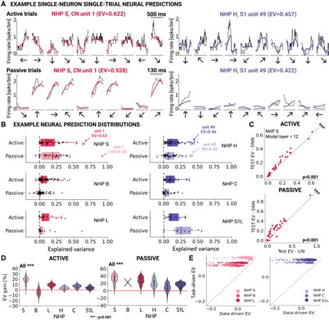 task driven neural network models predict neural dynamics of