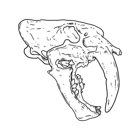 230 Sabre Tooth Stock Illustrations Royalty Free Vector Graphics