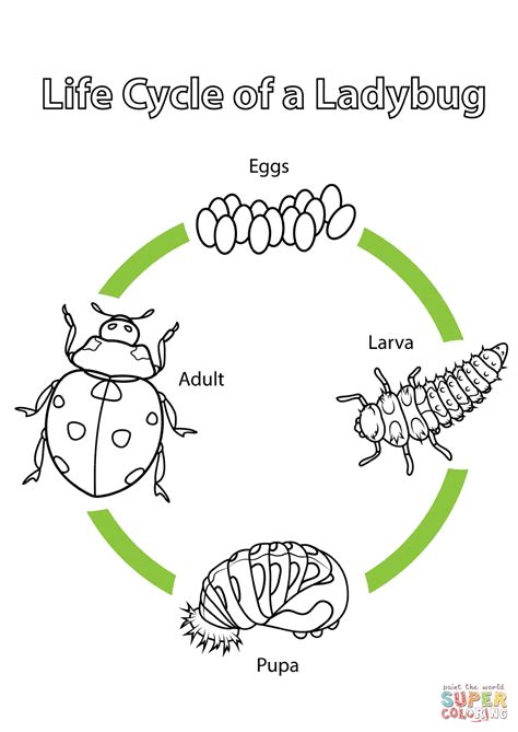 Ladybug Life Cycle Coloring Page Ashleightebrennan