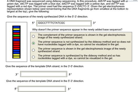 Solved A DNA Fragment Was Sequenced Using Dideoxy Chegg