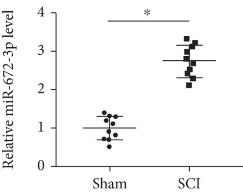 Mir 672 3p Was Aberrantly Expressed During Sci And Targeted Fsp1 In