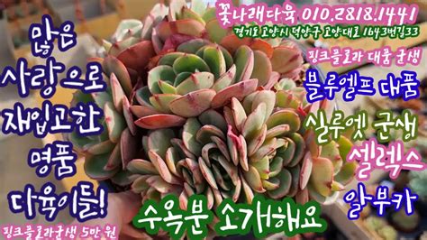 인기쟁이 대품다육 재입고 실루엣and파이렌시스군생은 가성비 최고 블루엘프대품과 핑크플로라는 꼭꼭 💕화분도 소개하는 수요일 꽃나래다육 01028181441 Youtube