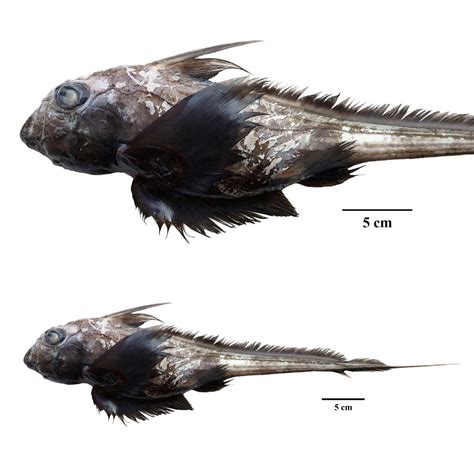 Species New To Science Ichthyology • 2024 Chimaera Supapae