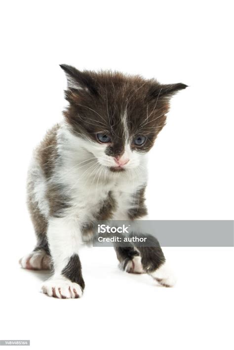 하얀 배경에 잠깐 앞으로 걸어가려는 작은 솜털 새끼 고양이 갈고리 발톱에 대한 스톡 사진 및 기타 이미지 갈고리 발톱 고양이 새끼 고양잇과 Istock