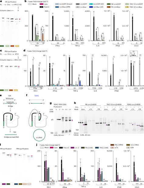 Efficient Circular Rna Synthesis For Potent Rolling Circle Translation