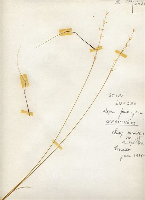 Stipa Juncea Propagate One