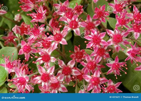 Sedum Rosy Glow Stock Image Image Of Green Botanical 431621