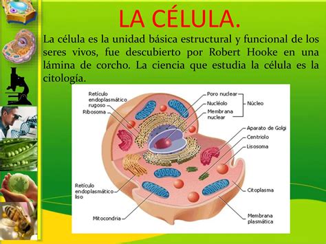Diagrama De Células Vegetales Libro De Ciencias De Séptimo Grado