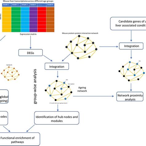 Network Entropy Based Analysis Of Liver Ageing Network A Boxplot Download Scientific Diagram