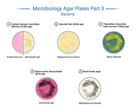 Microbiology Agar Plates Part 3 Biorender Science Templates