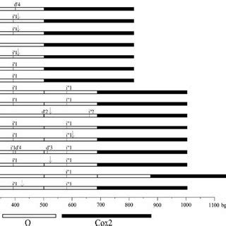Restriction Maps Left And Length Of Restriction Fragments Right Download Scientific