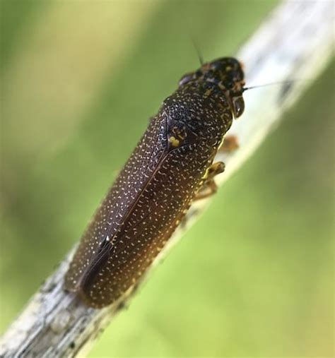 Paraulacizes Irrorata Bugguide Net