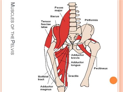 Anatomy Of The Pelvis And Hip Bony Anatomy