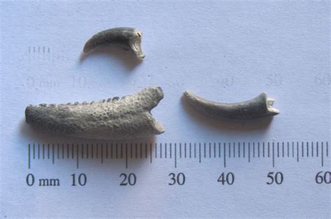 Fossil Crab Claws A  Member Collections The Fossil Forum