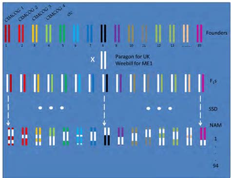 A Description Of Nested Association Mapping Nam Population