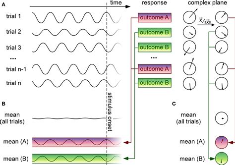 Electroencephalography Phase Synchronization Eeg Phase