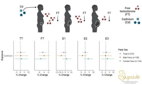 Prenatal Cadmium Exposure And Maternal Sex Steroid Hormone Concentrations Across Pregnancy R