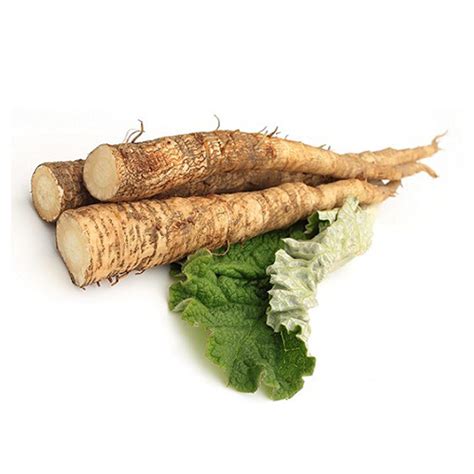 Burdock Root All Things Jill Wholesale