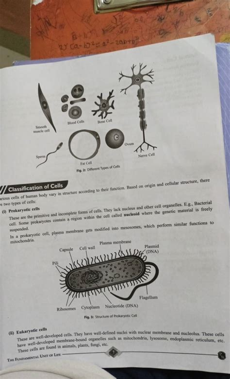 2 A−b 2−a2−2abb2 Fig 2 Different Types Of Cells Classification Of C