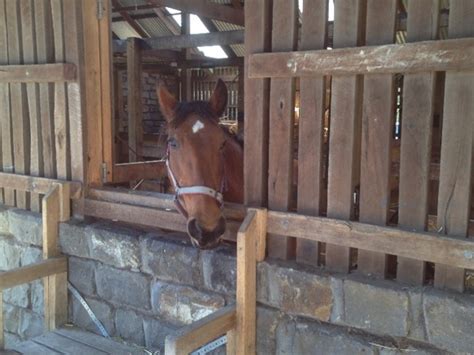 Walers at Collingwood Children’s Farm - Waler Horse Database