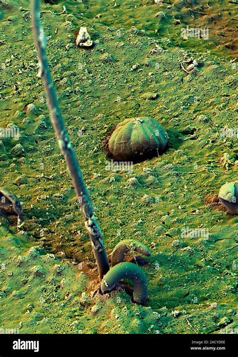 Macaranga Leaf Trichomes Coloured Scanning Electron Micrograph Sem Of Trichomes On A Leaf