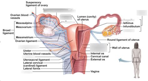 Bio Exam 4 Study Guide Diagram Quizlet