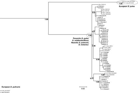 Phylogeny Of The Complete Data Set Generated Under Bayesian Inference Download Scientific