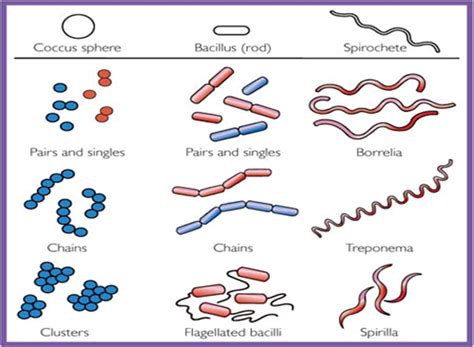 Microbiology Lecture 2 Bacterial Classification Flashcards Quizlet