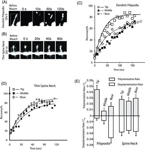 Quantification Of Actin Polymerization And Depolymerization Rates A