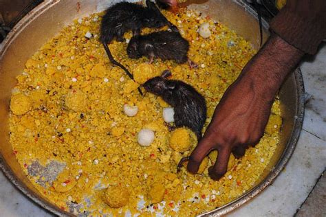 Indias Rat Temple Karni Mata Temple In Rajasthan Nomadasaurus