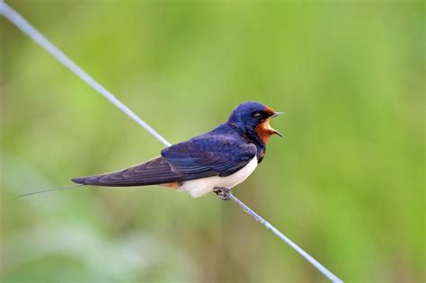 Csicsergő Füsti Fecske National Geographic
