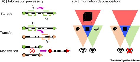 Figure 1 From Information Decomposition And The Informational Architecture Of The Brain