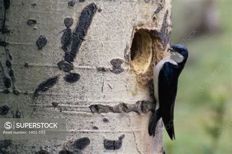 Male Tree Swallow Superstock Male Tree Swallow Superstock